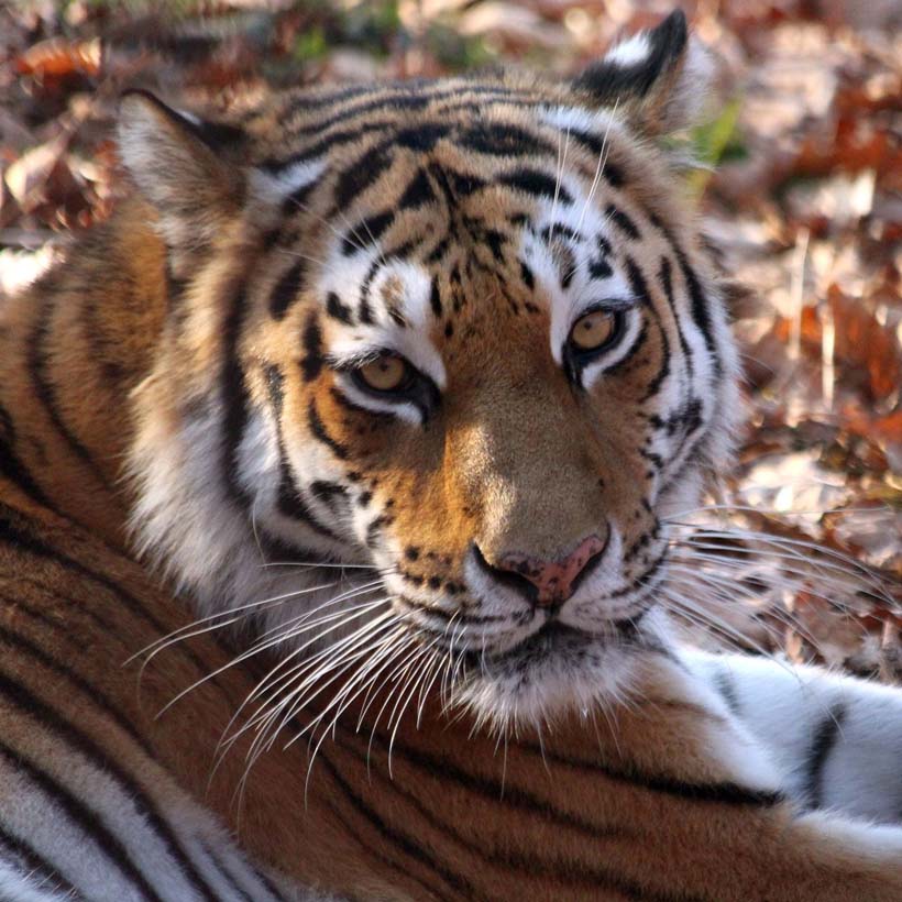Tiger Facts - All About Amur Tigers