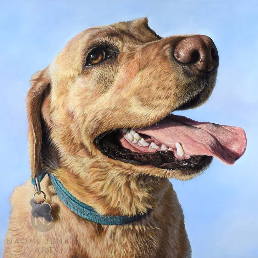 Labrador portraits | Capturing the Bonnie's beaming smile.