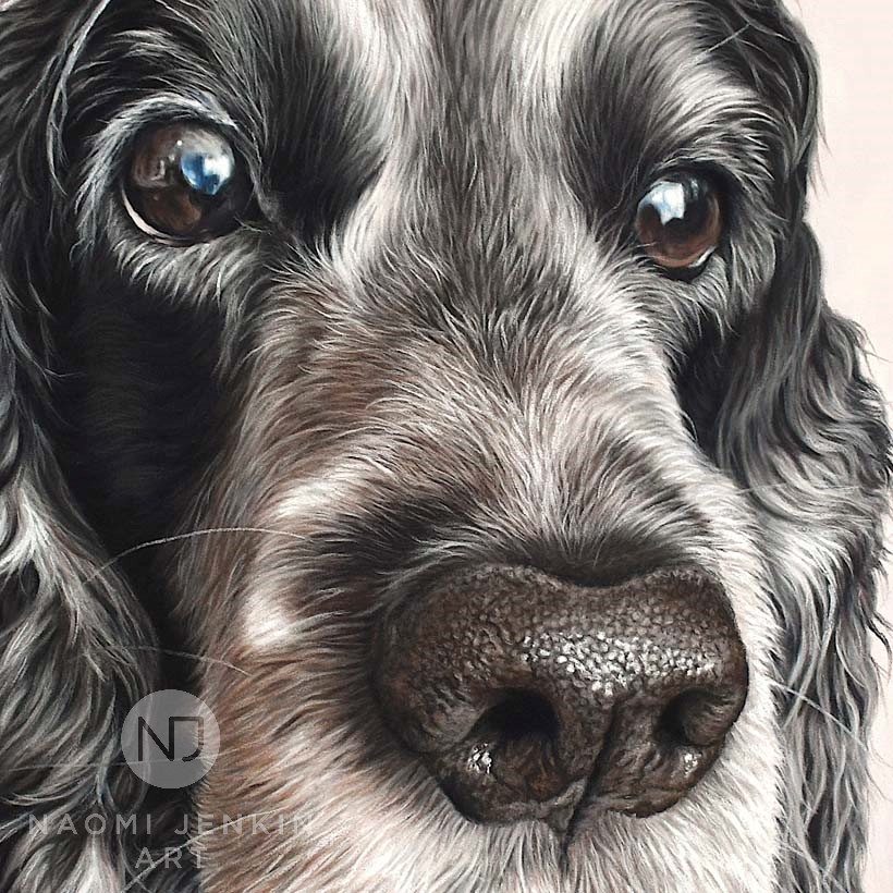 Cocker Spaniel portraits | Bringing your portrait to life